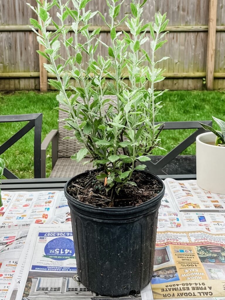 how to use perennials in planters l sheri silver