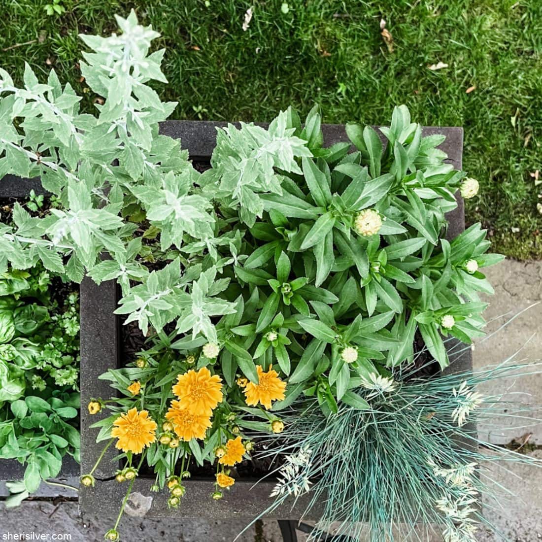 how to use perennials in planters l sheri silver